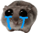 $HAMMY - Sad Hamster Meme